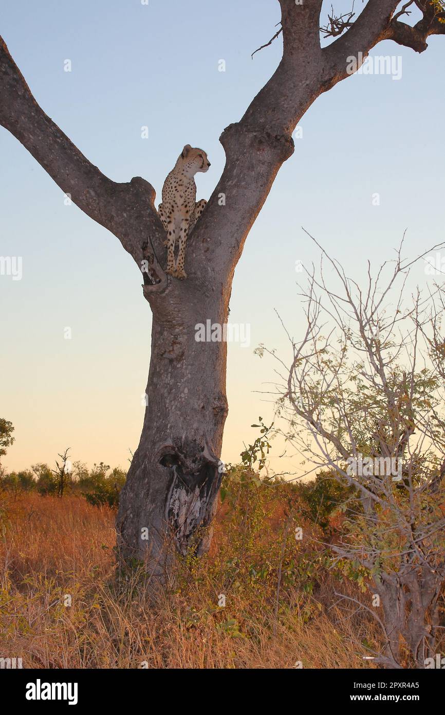 Gepard auf Baum / Cheetah in tree / Acinonyx jubatus Stock Photo - Alamy