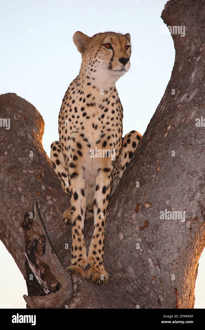 Gepard auf Baum / Cheetah in tree / Acinonyx jubatus Stock Photo - Alamy