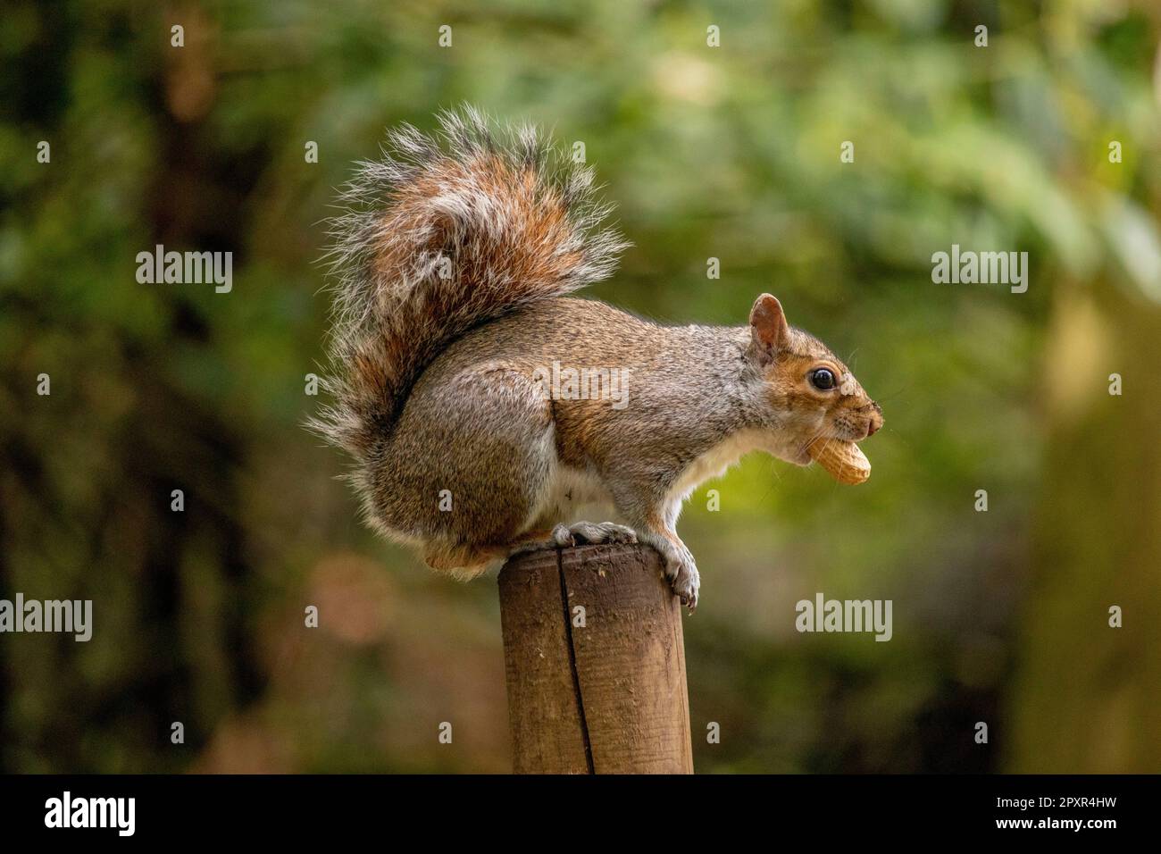 Squrrel in a pose hi-res stock photography and images - Alamy