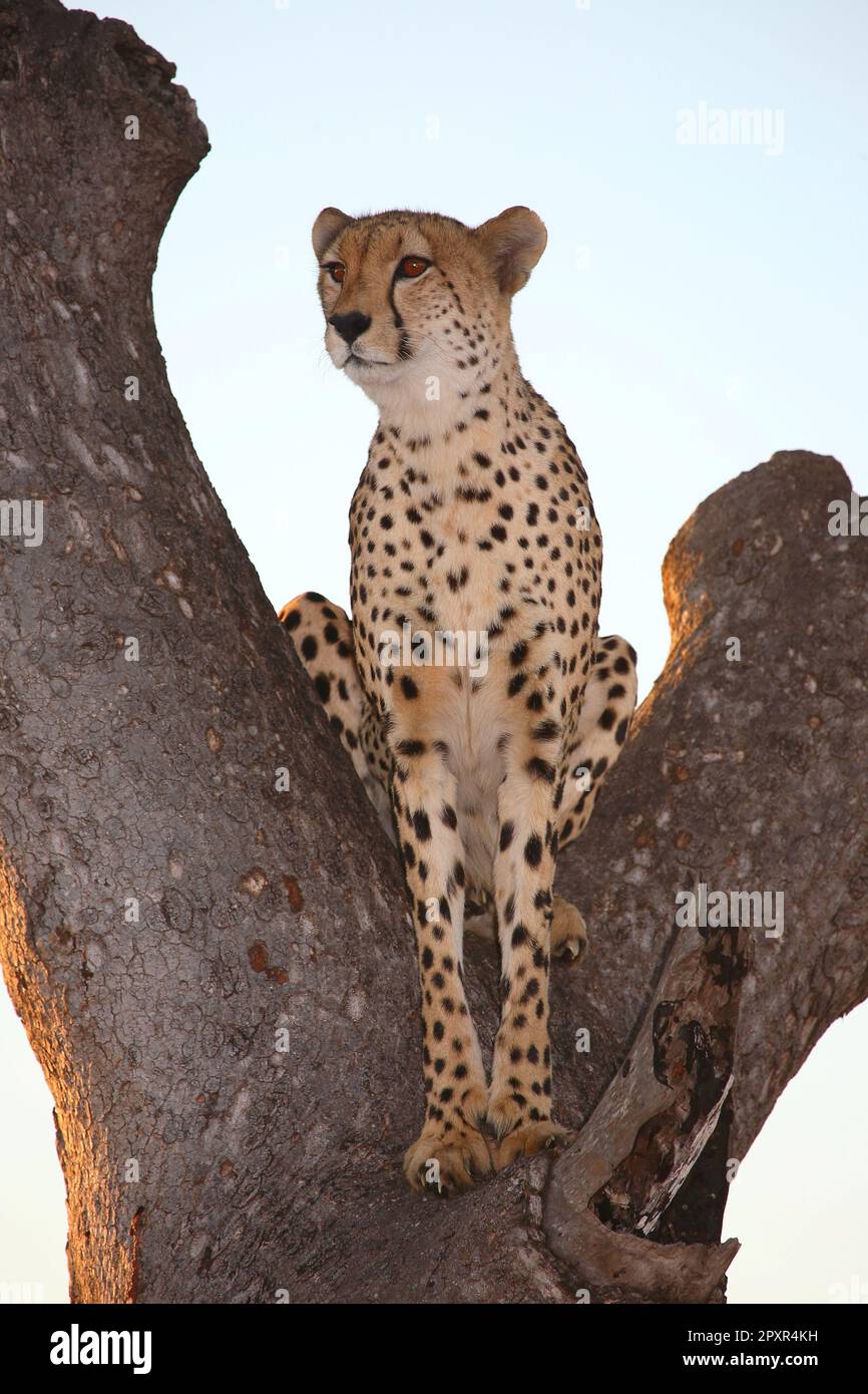 Gepard auf Baum / Cheetah in tree / Acinonyx jubatus Stock Photo - Alamy