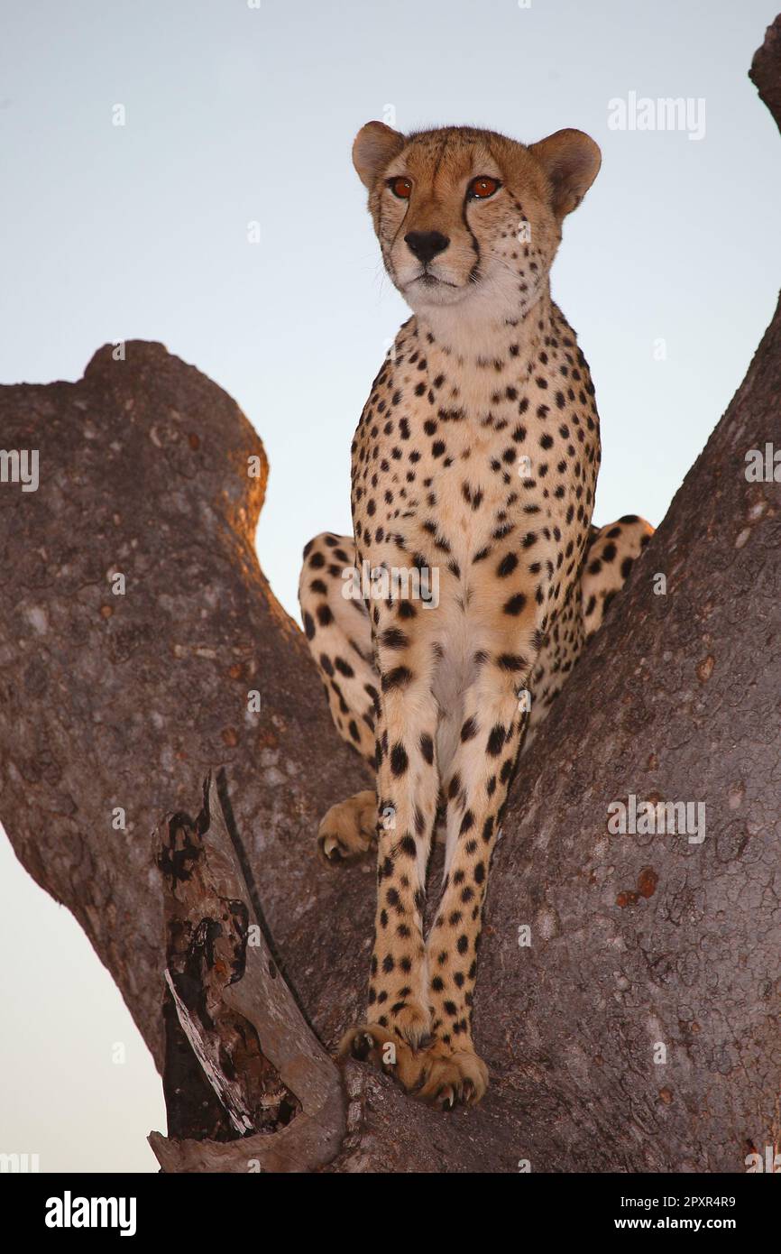 Gepard auf Baum / Cheetah in tree / Acinonyx jubatus Stock Photo - Alamy