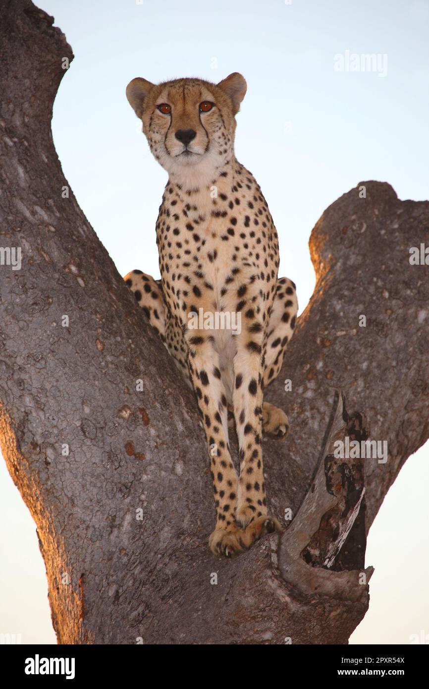 Gepard auf Baum / Cheetah in tree / Acinonyx jubatus Stock Photo - Alamy