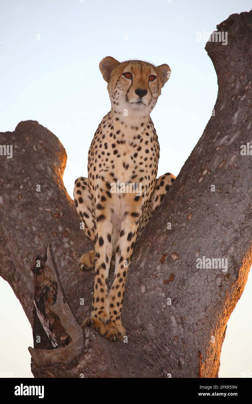 Gepard auf Baum / Cheetah in tree / Acinonyx jubatus Stock Photo - Alamy