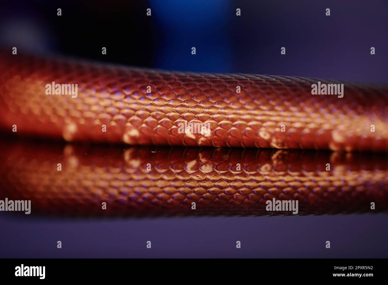 Part of body of hunting brown rat snake creeping torwards victim over ...