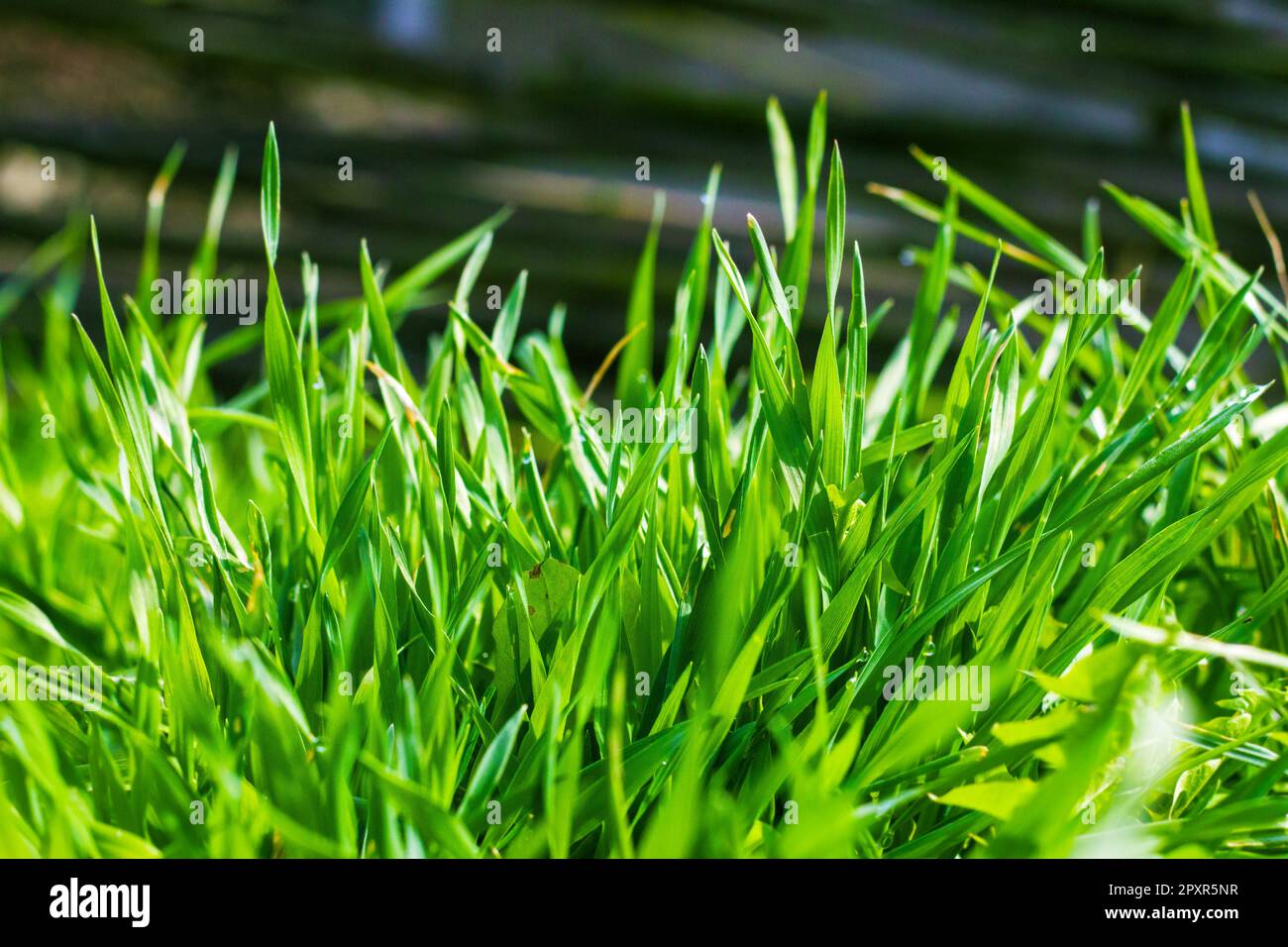 Macro shot of uncut grass Stock Photo - Alamy