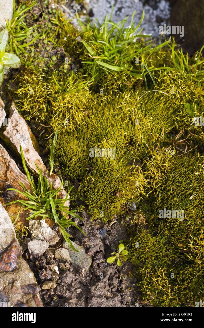 Forest moss in the swamp Stock Photo - Alamy