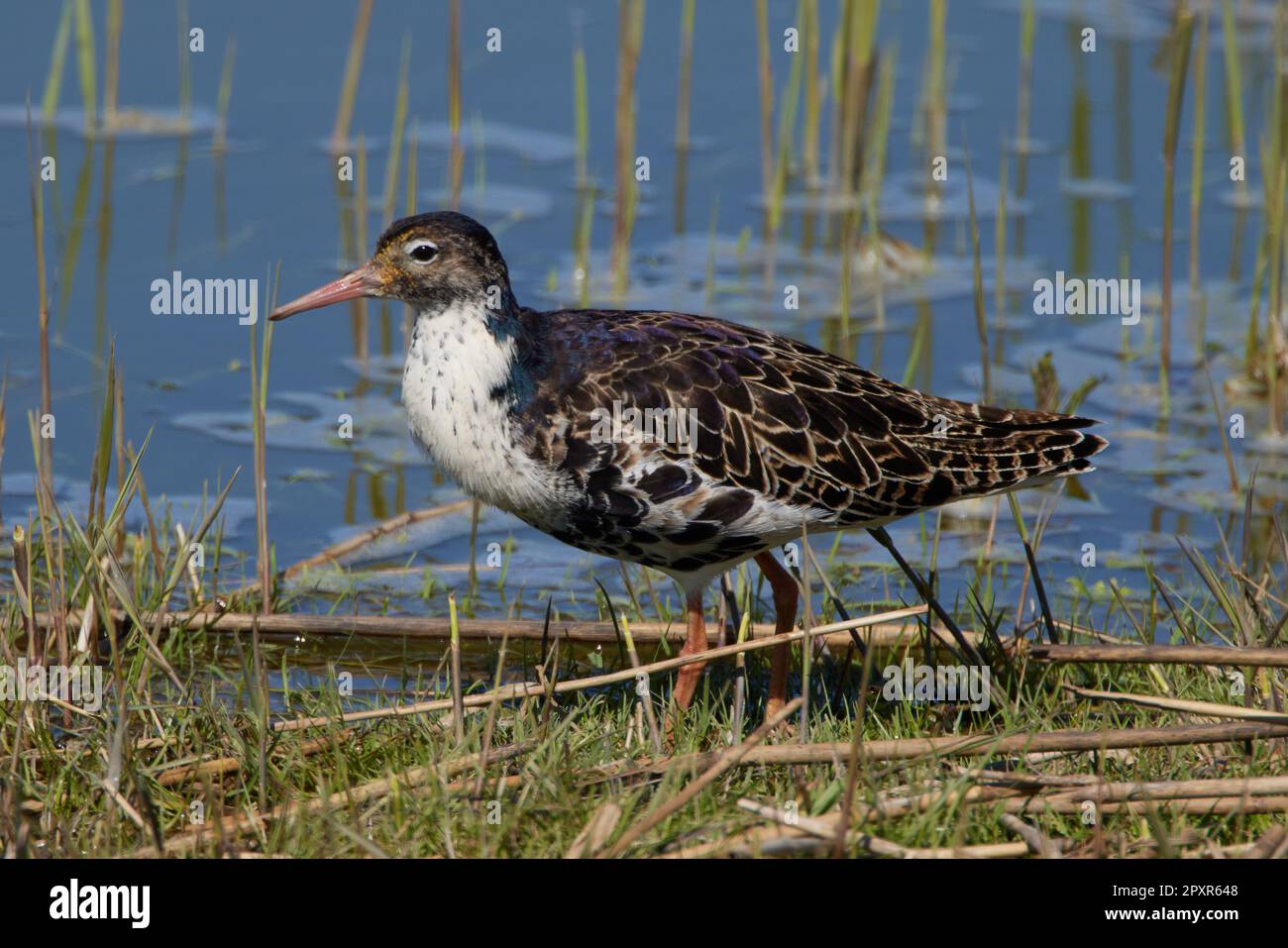 Kampfläufer, ruff, Calidris pugnax Stock Photo - Alamy