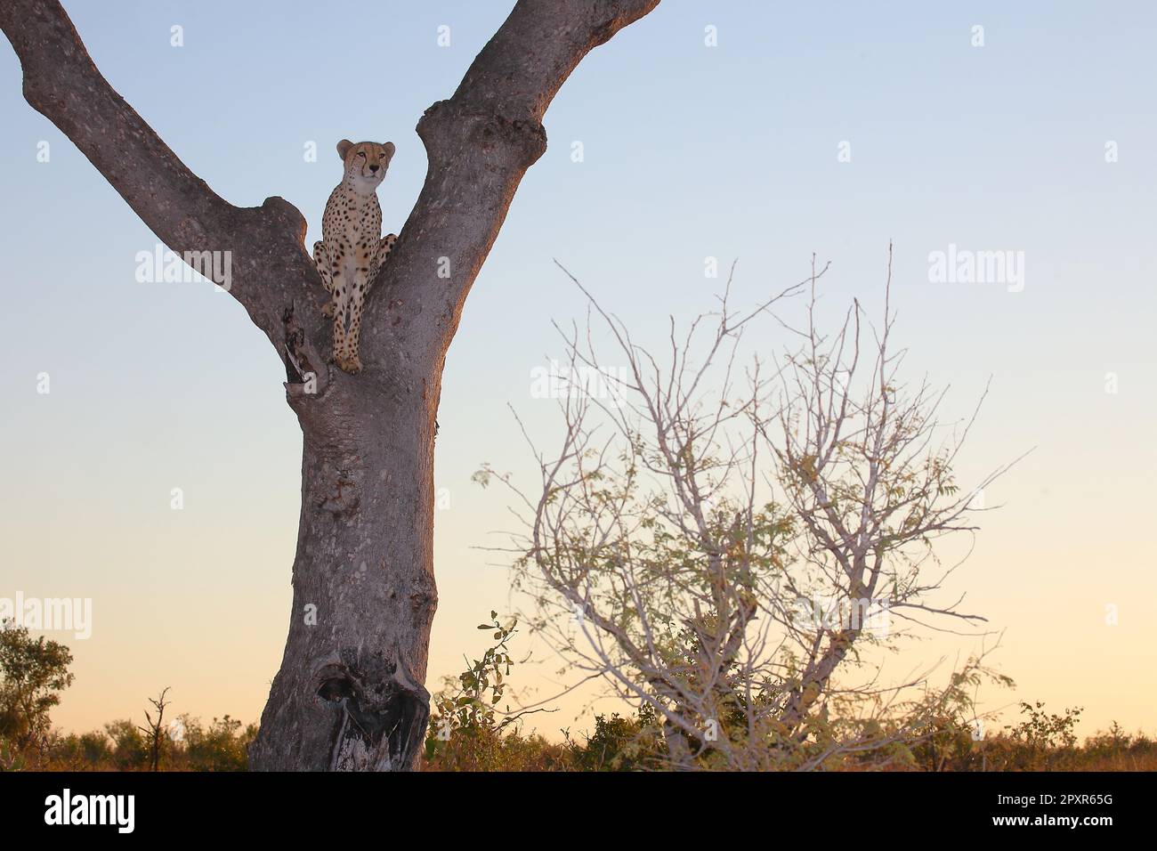 Gepard auf Baum / Cheetah in tree / Acinonyx jubatus Stock Photo - Alamy