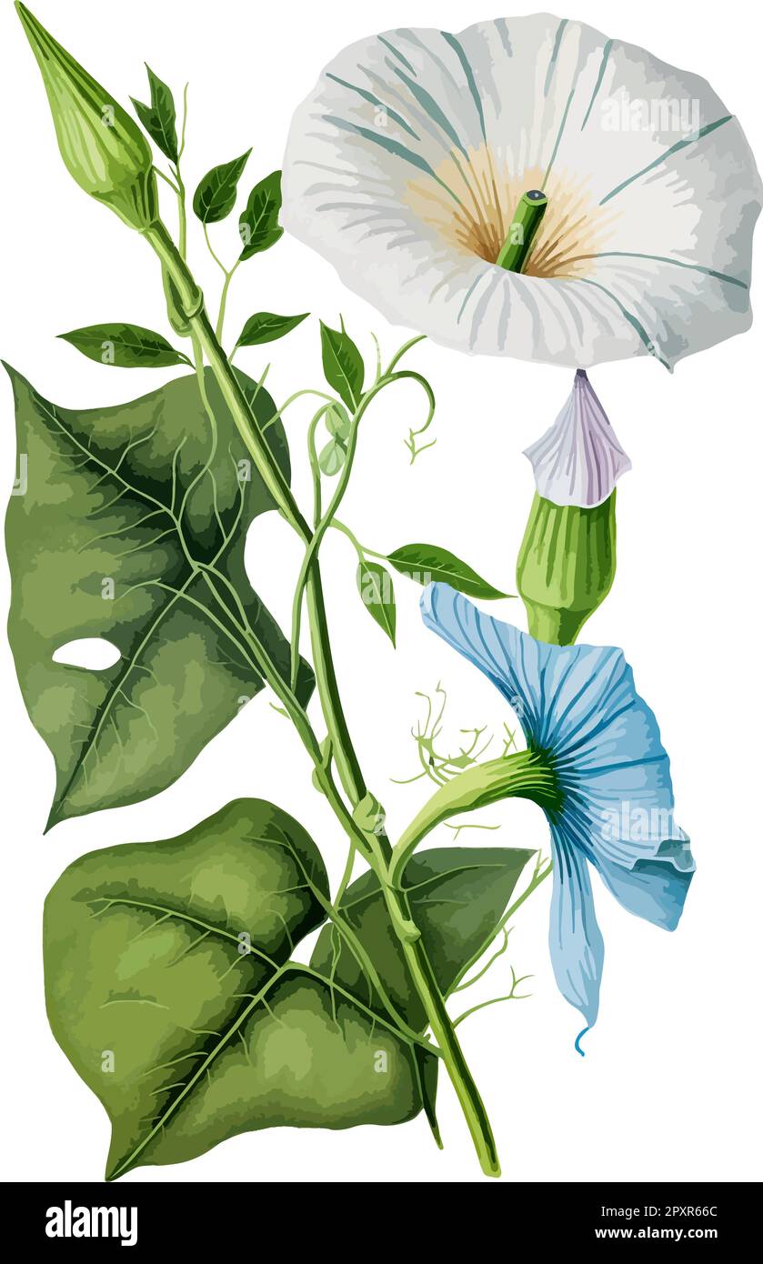 Morning Glory Botanical Drawing