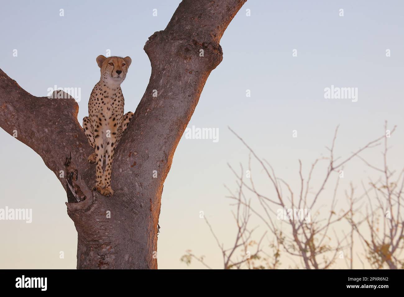 Gepard auf Baum / Cheetah in tree / Acinonyx jubatus Stock Photo - Alamy