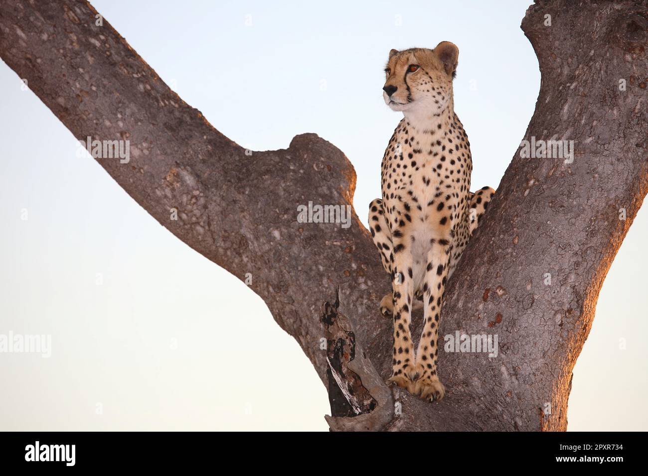 Gepard auf Baum / Cheetah in tree / Acinonyx jubatus Stock Photo - Alamy