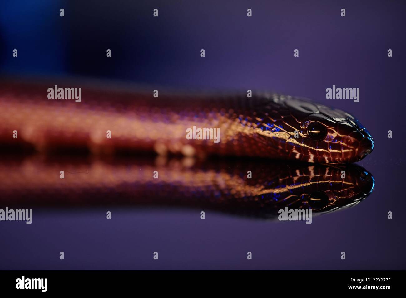 Front part of snake or adder with black eyes creeping forwards over ...