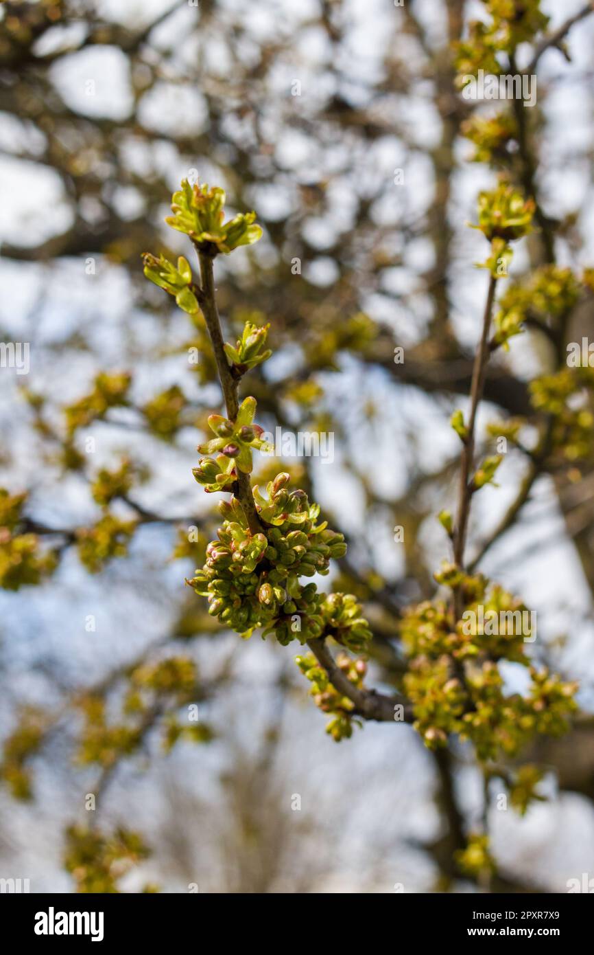 Spring fruit tree buds Stock Photo - Alamy