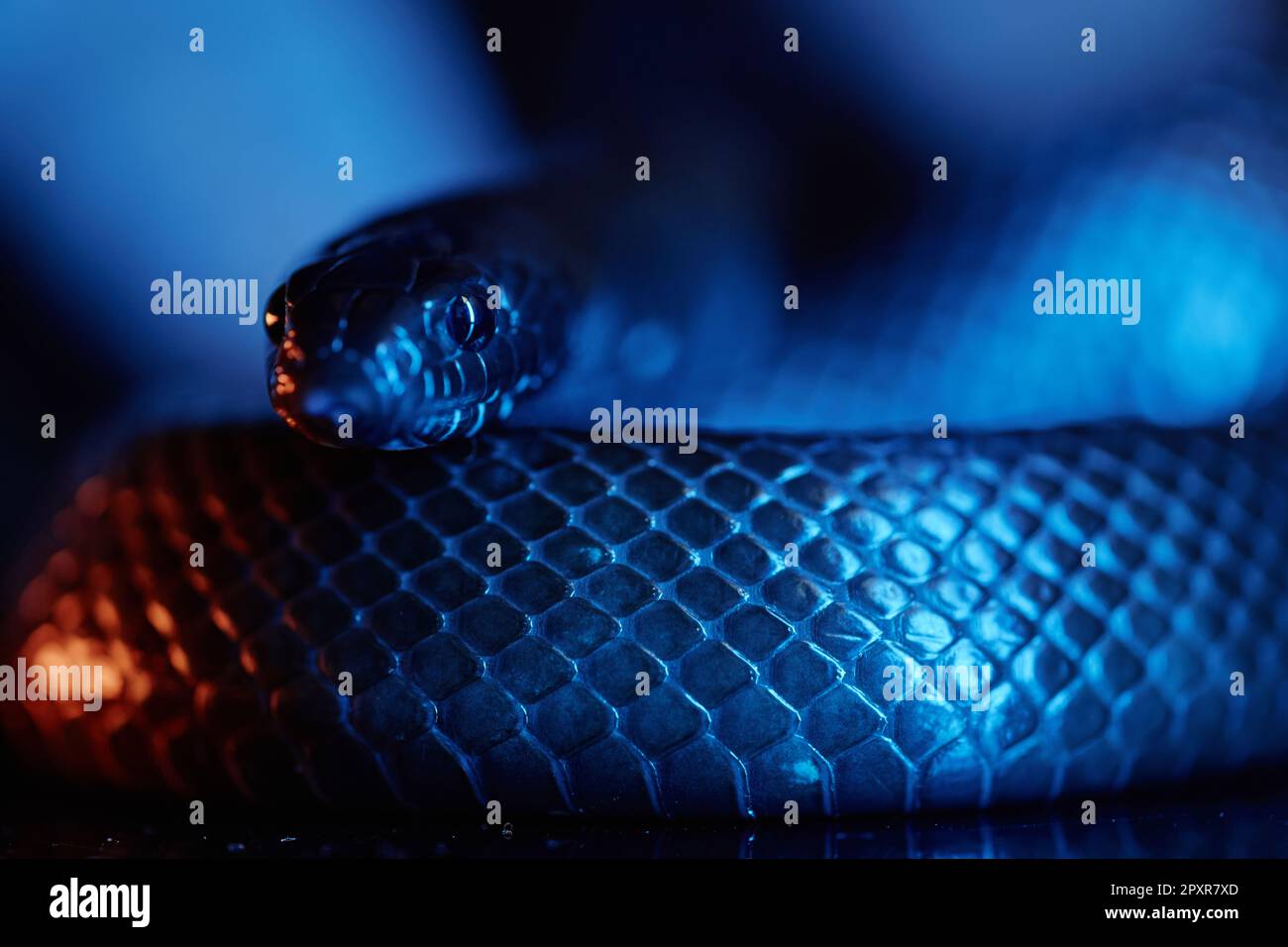 Focus on head of wild serpent or adder looking at camera while resting ...