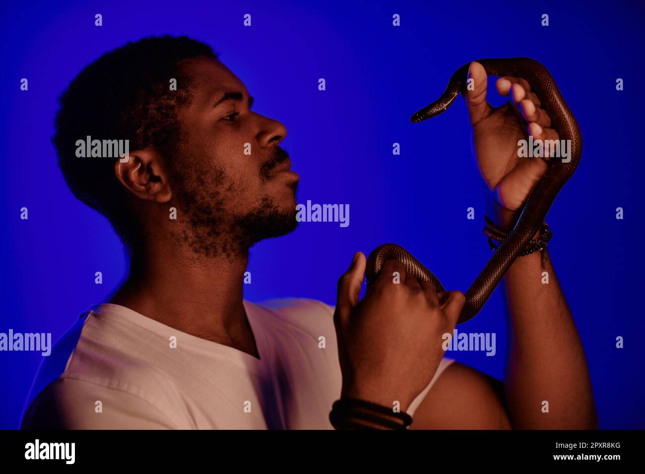 Side vie wof young African American male owner of copper rat snake looking at exotic pet while ...