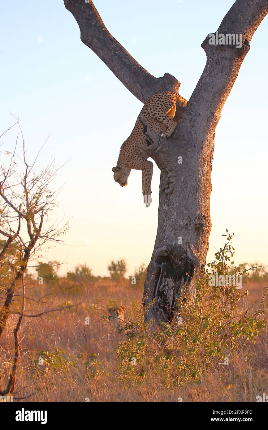 Gepard auf Baum / Cheetah in tree / Acinonyx jubatus Stock Photo - Alamy