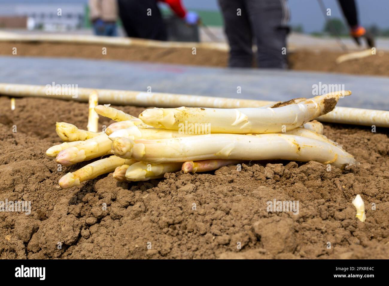 Agricultural asparagus harvest Stock Photo - Alamy