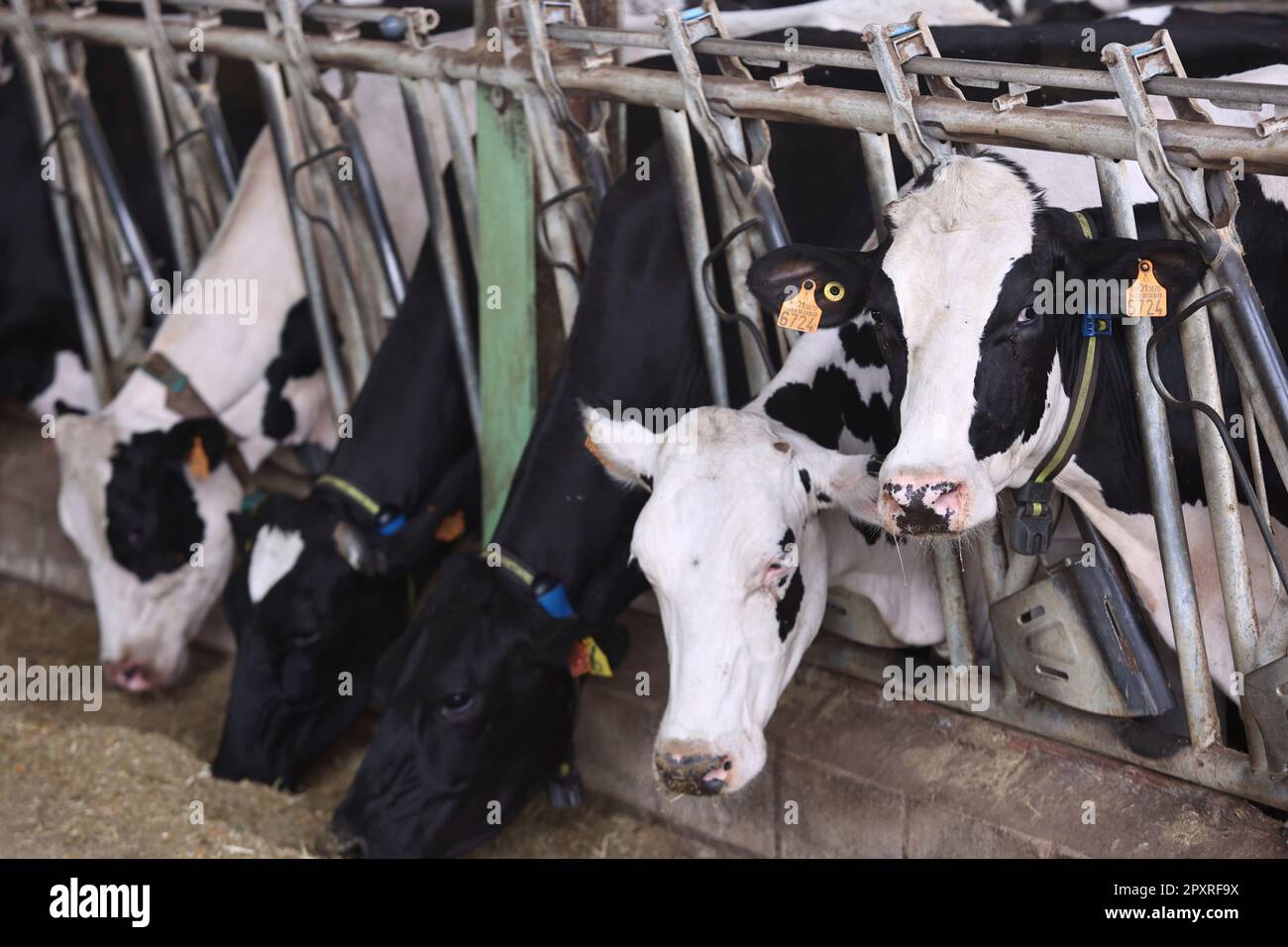 Detail of a cow farm in the province of Seville after the second day of ...