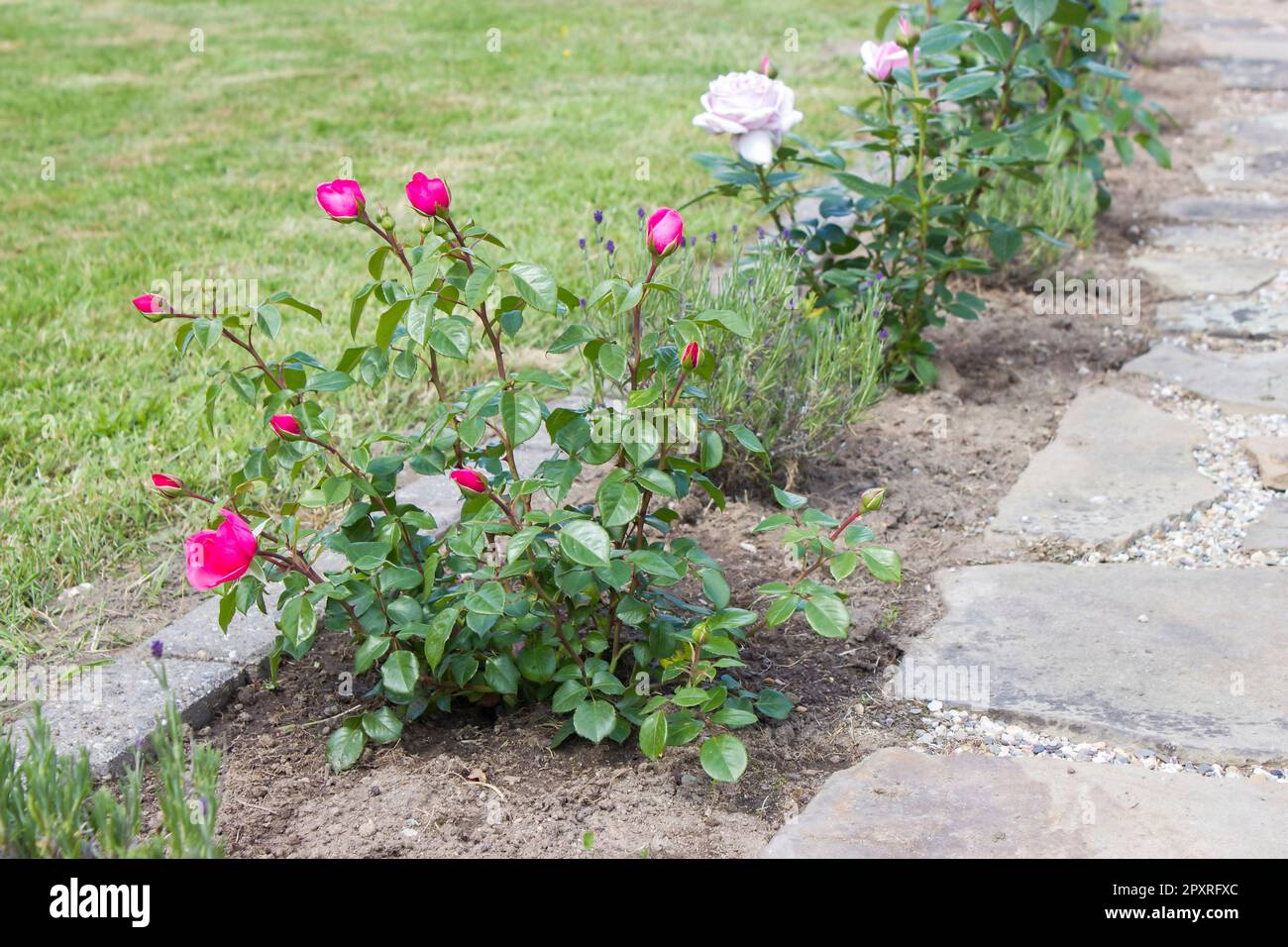 stone paved garden path and flowers - roses and lavender Stock Photo ...