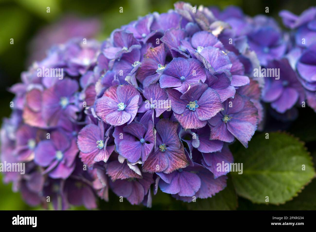 Macro image, colorful hydrangea flower background Stock Photo - Alamy