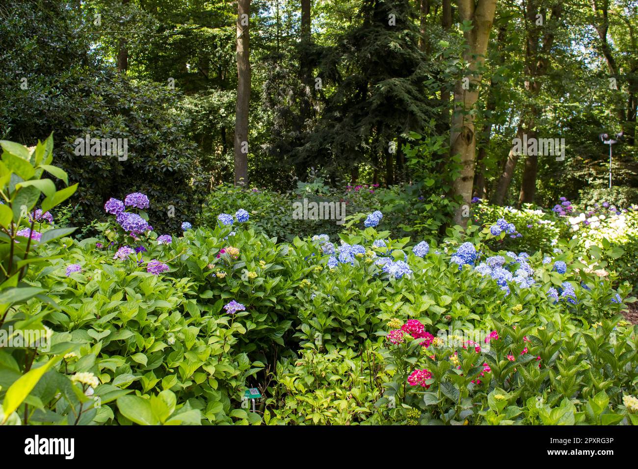Bush of Hortensia flowers in the garden, Germany Stock Photo - Alamy
