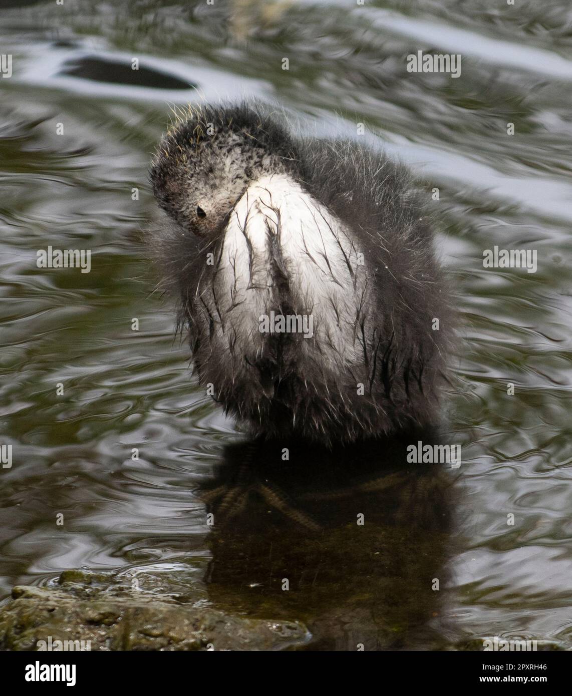 lochend park Coot 02/05/2023 Pic shows: Coot chick, Lochend park ...