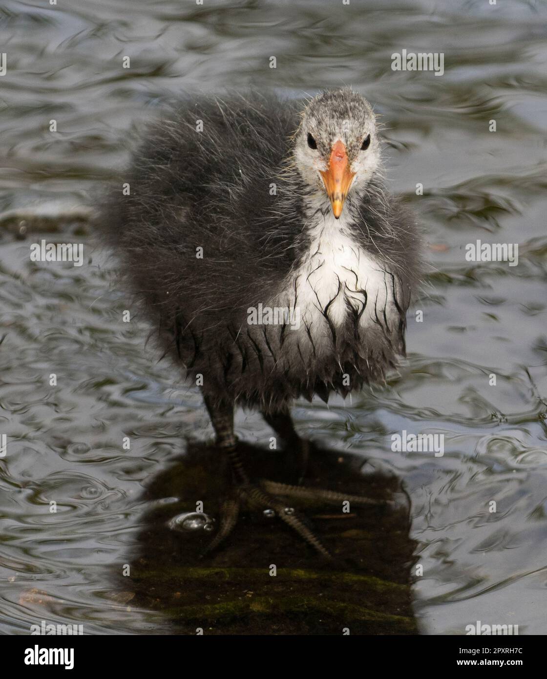 lochend park Coot 02/05/2023 Pic shows: Coot chick, Lochend park ...