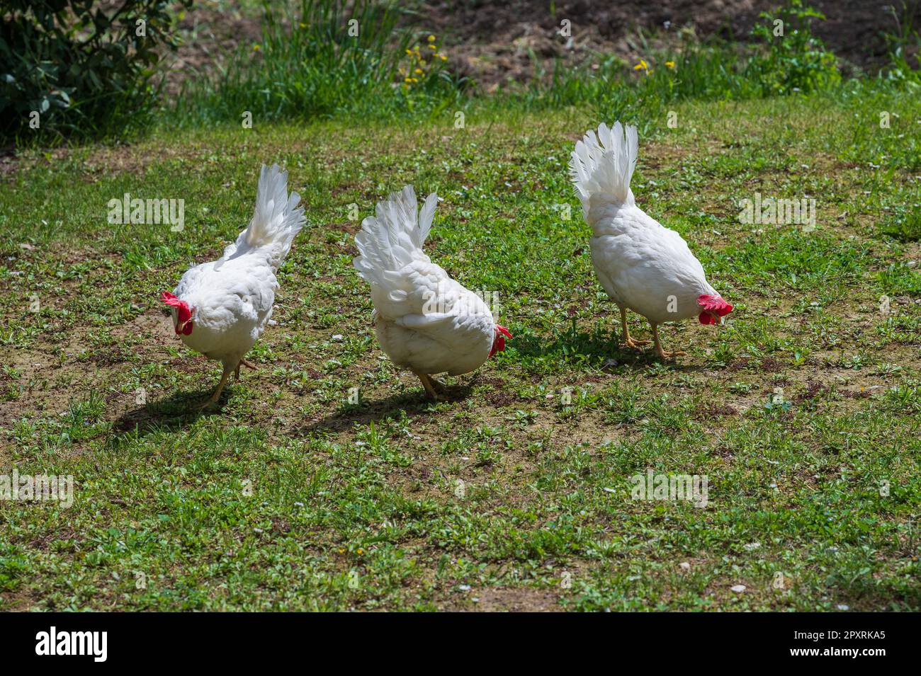 The chicken is a domesticated bird deriving from various wild species ...