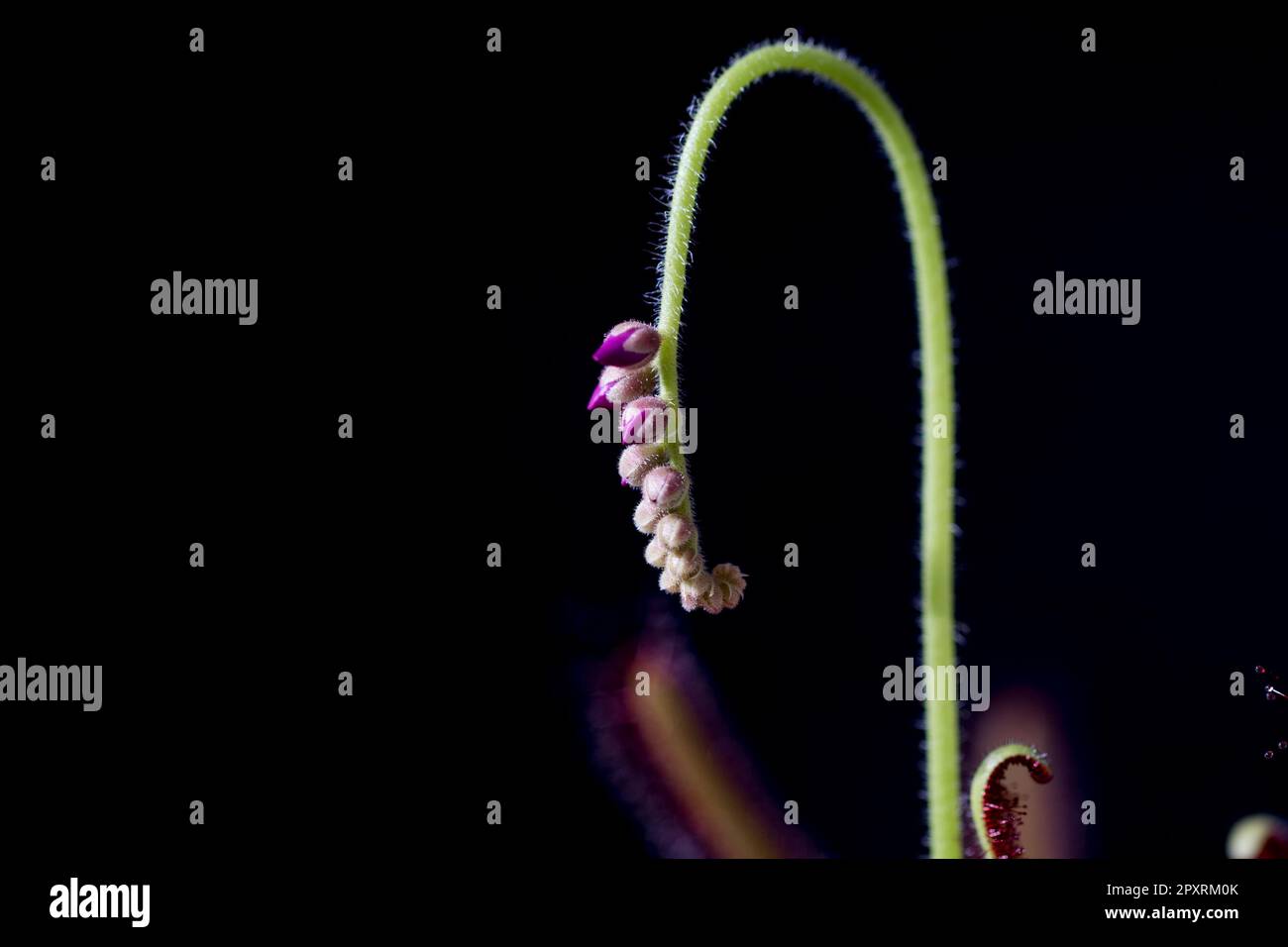 Cape sundew flower bloom close up macro flower Stock Photo - Alamy