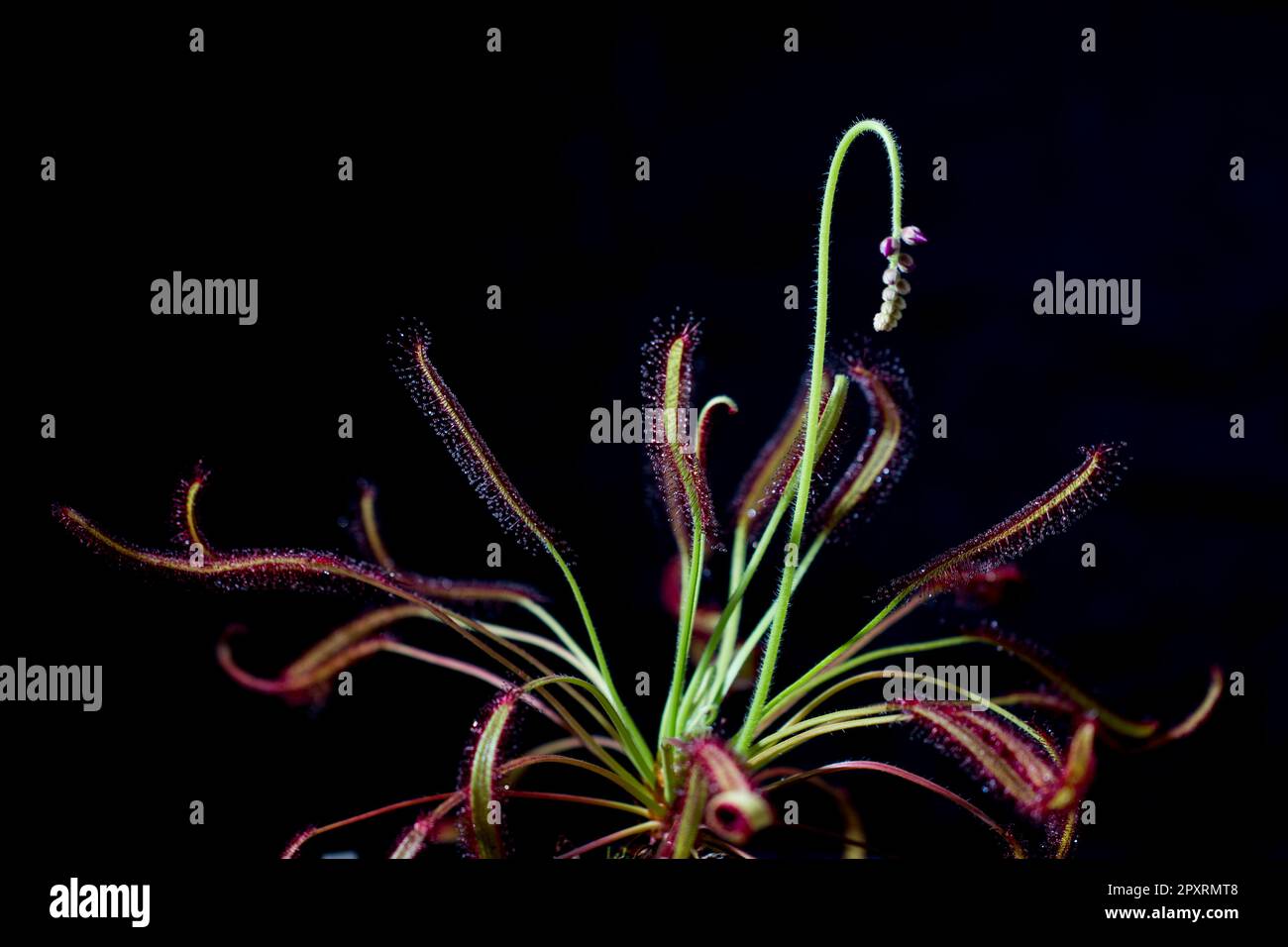 Cape sundew bud hi-res stock photography and images - Alamy
