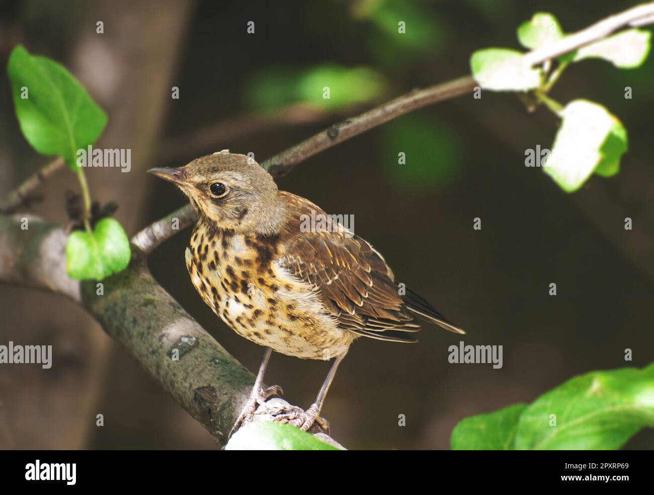 Thrush (Turdus pilaris) juvenile bird Stock Photo - Alamy