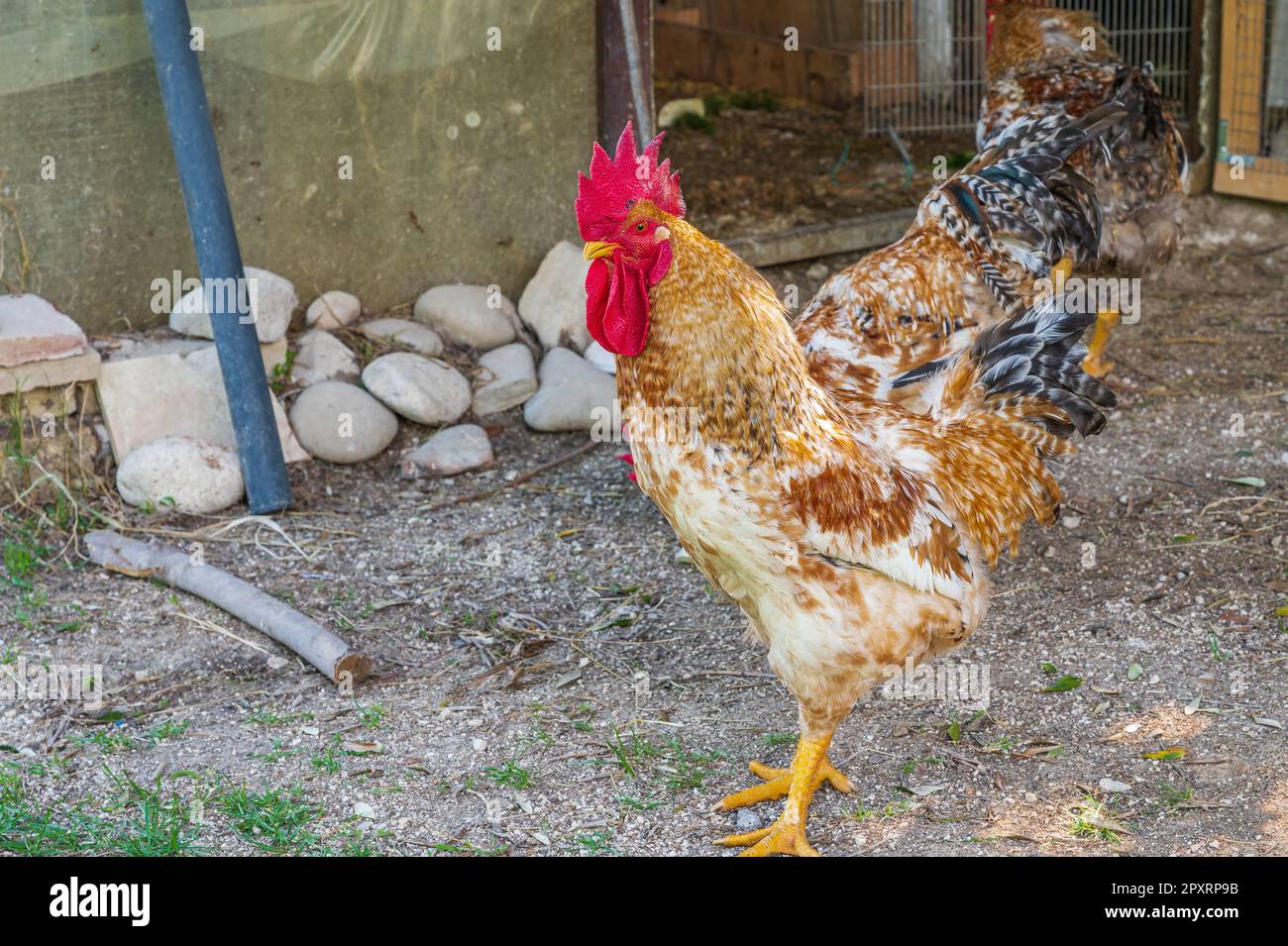 The chicken is a domesticated bird deriving from various wild species ...