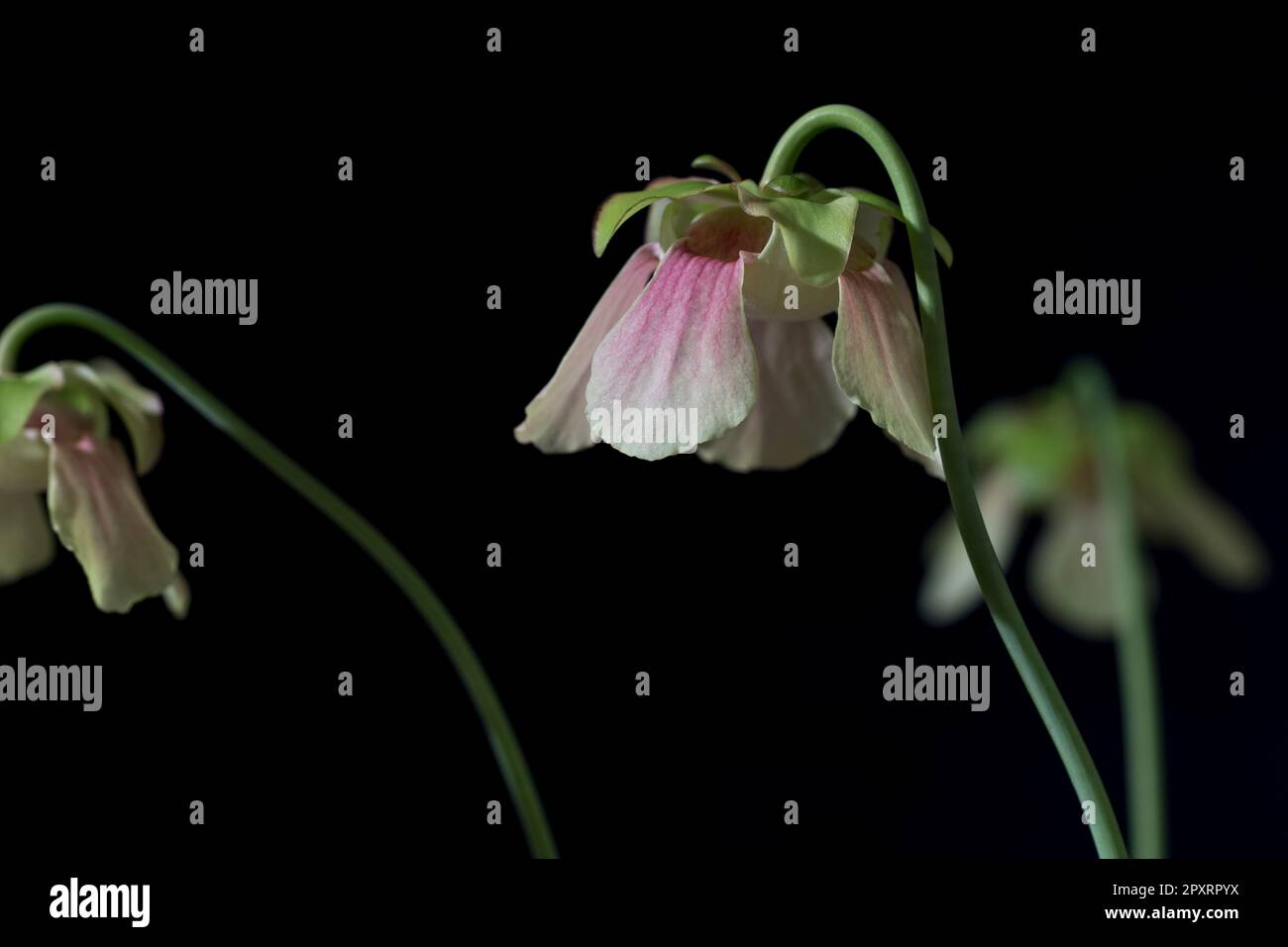 Pitcher plant growing flower bud close up. Sarracenia starting to bloom ...