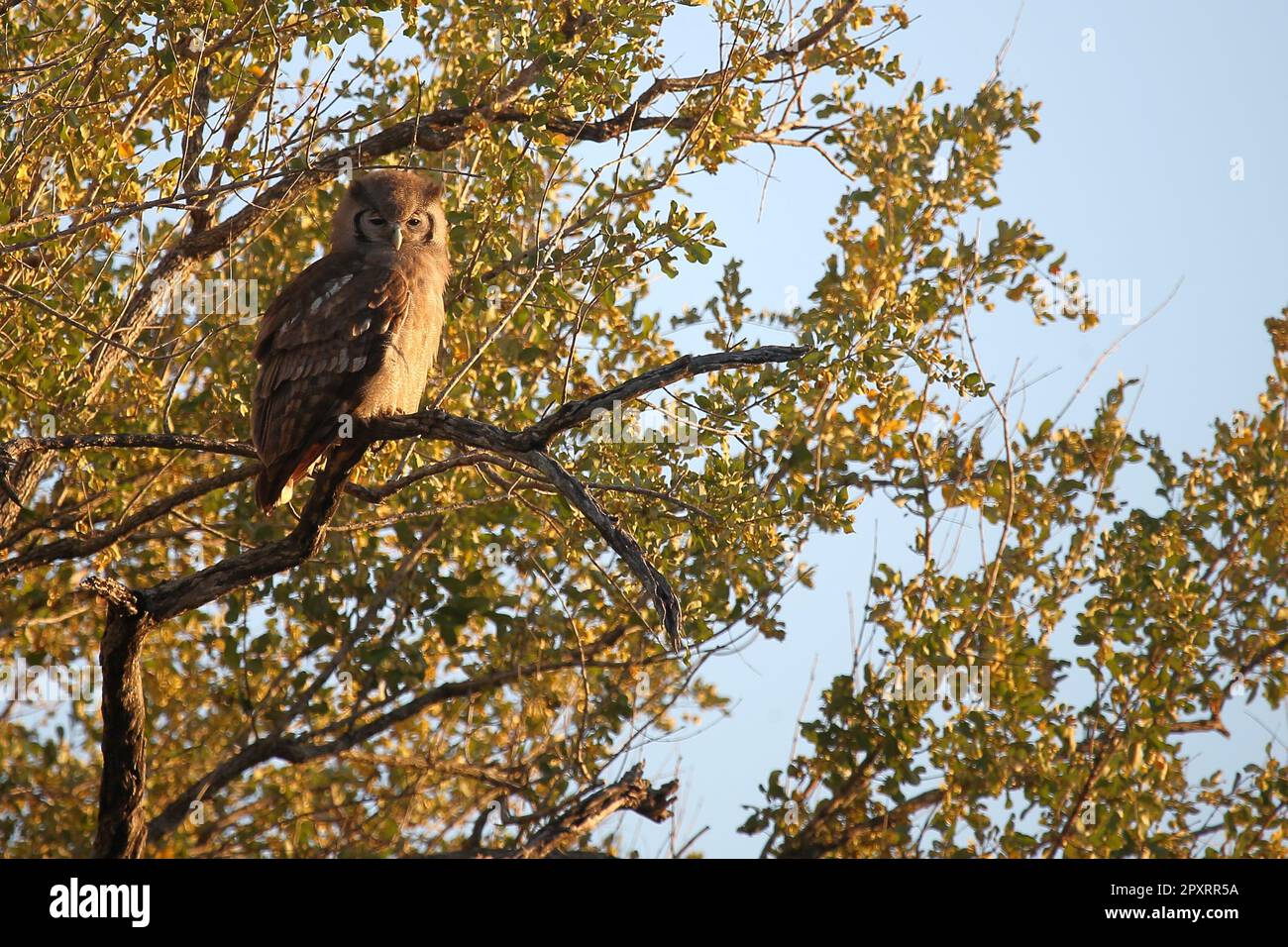 Bubo lacteus blassuhu hi-res stock photography and images - Alamy