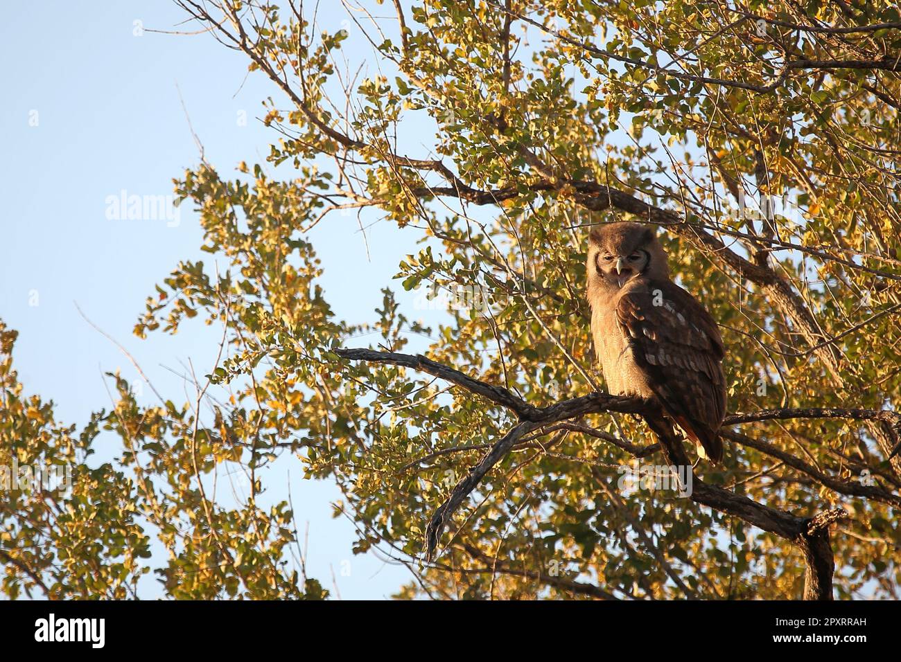 Milchuhu / Verreaux's eagle-owl / Bubo lacteus Stock Photo - Alamy
