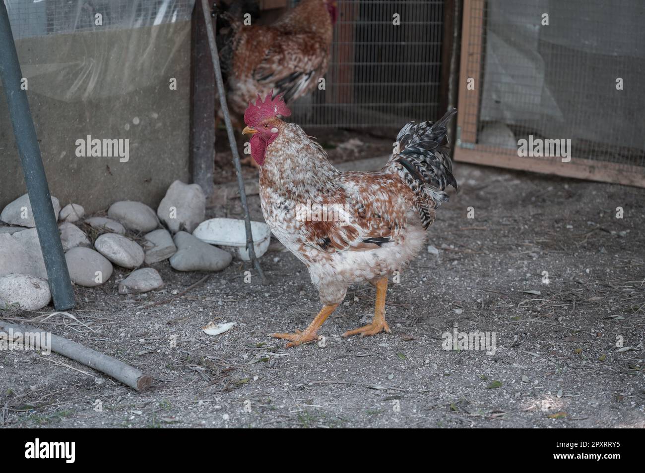 The chicken is a domesticated bird deriving from various wild species ...