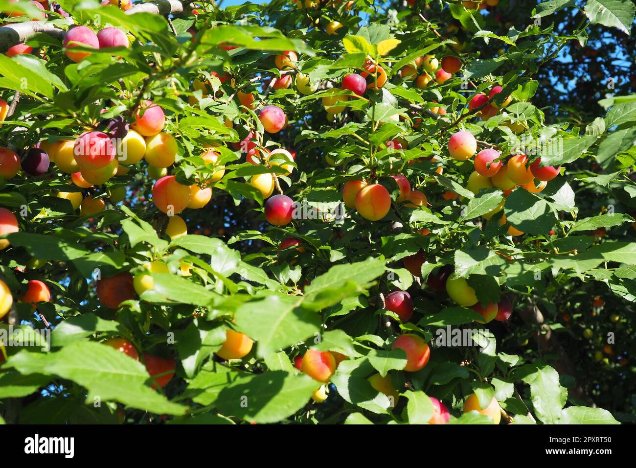 Prunus cerasifera is a species of plum known by the common names cherry ...