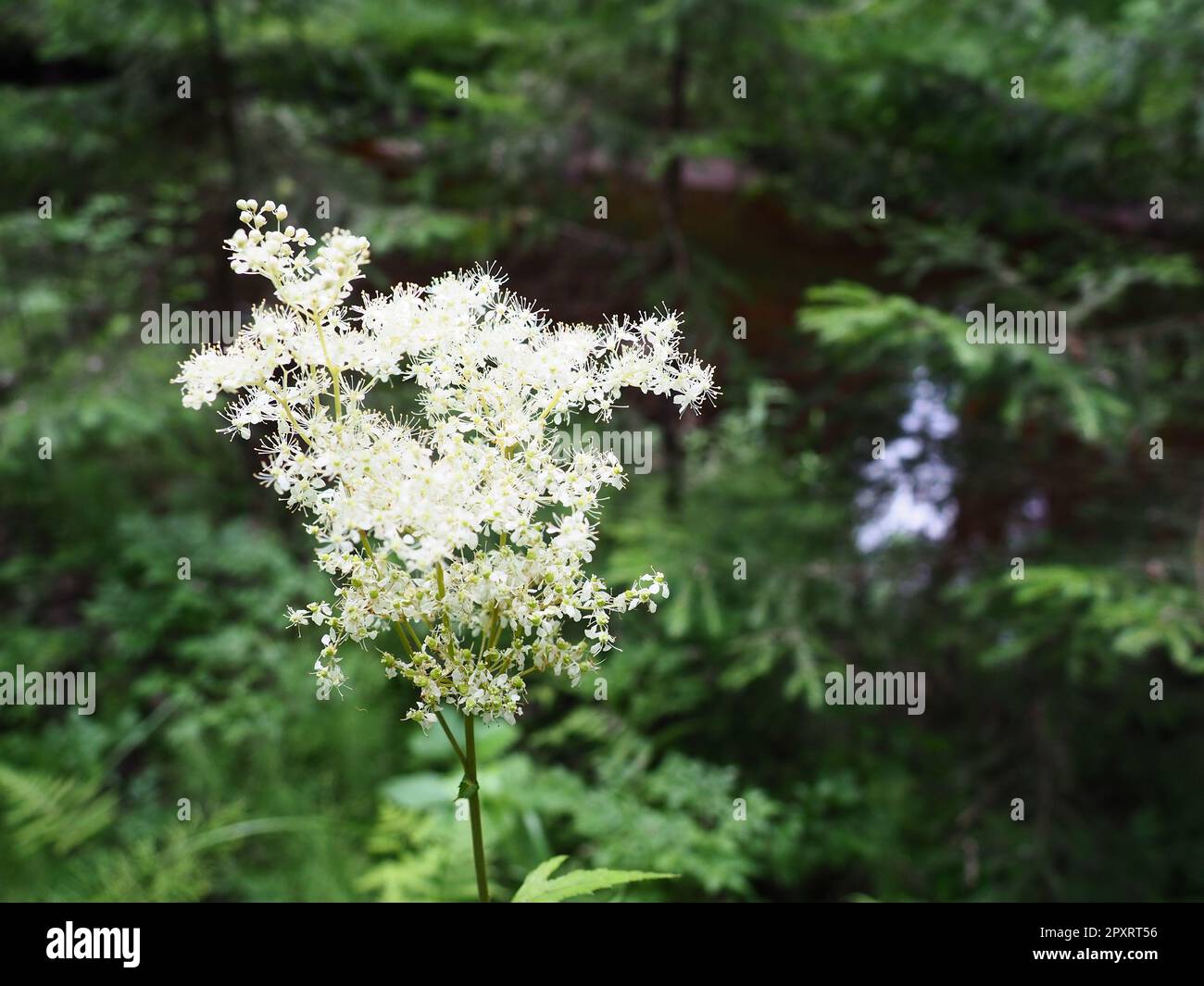 Nature in spring filipendula hi-res stock photography and images - Alamy