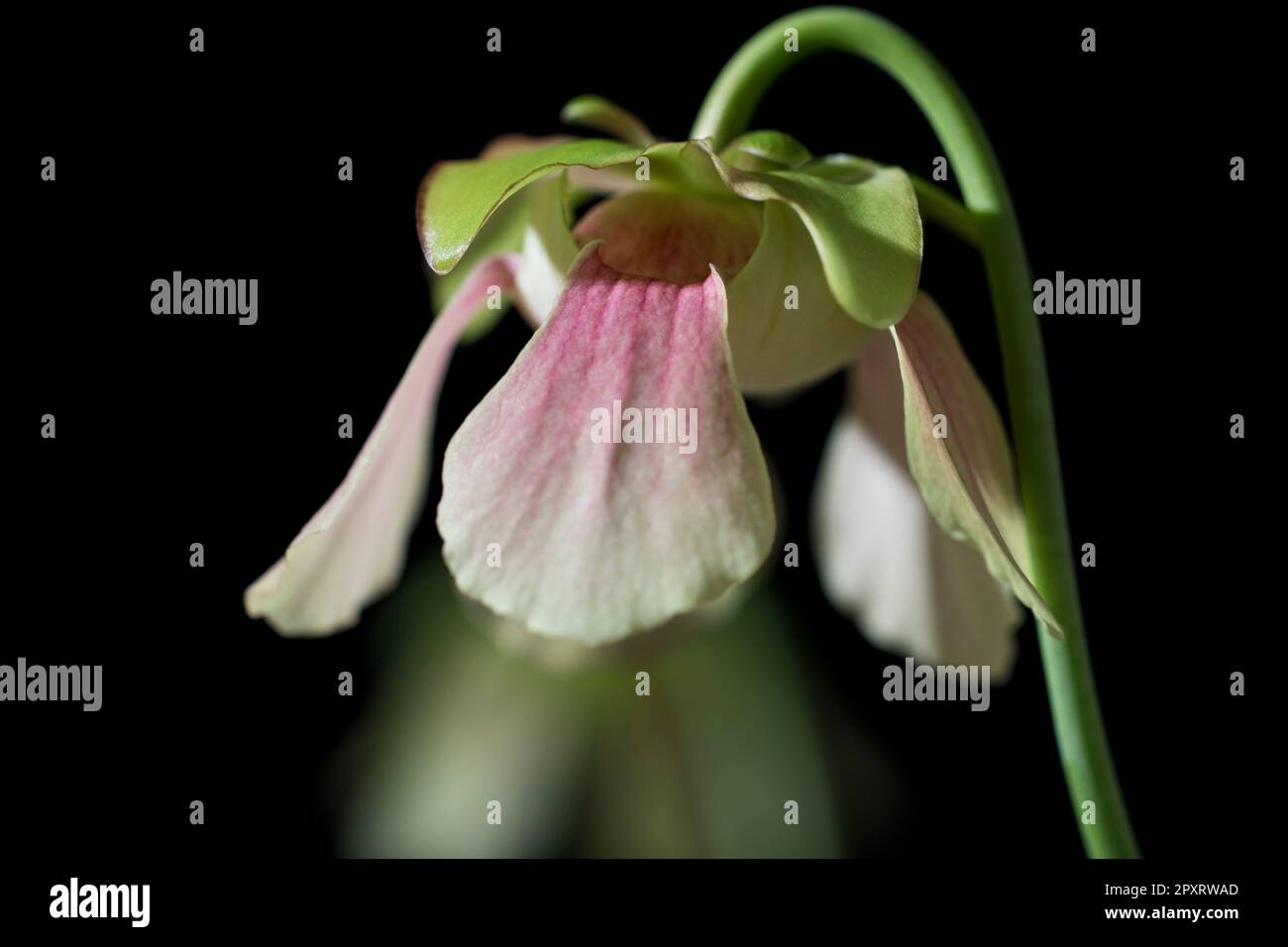 Flowering pitcher plant carnivorous plants Stock Photo - Alamy