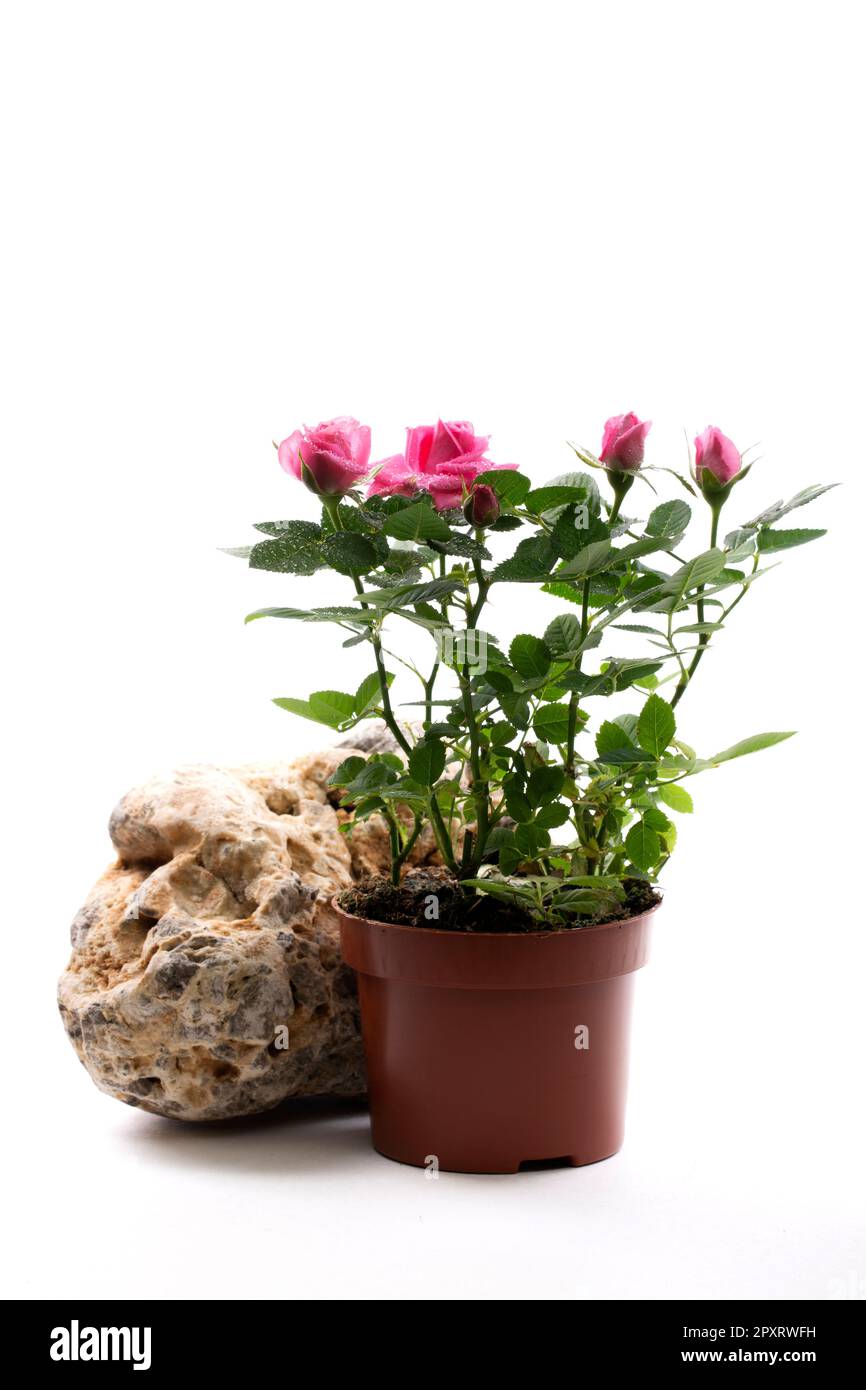 Indoor rose bush in a pot on a stone on a white background Stock Photo ...