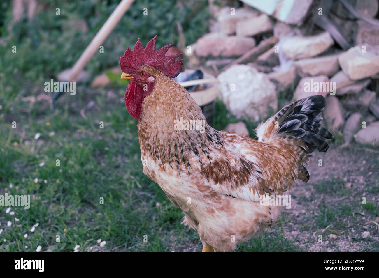 The chicken is a domesticated bird deriving from various wild species ...