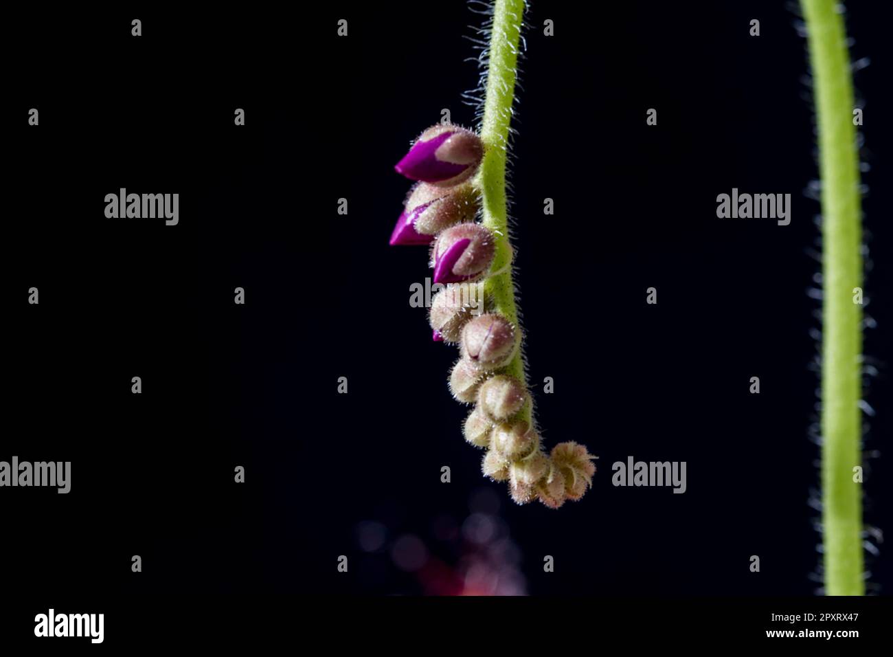 Sundew flower buds close up cape sundew Stock Photo - Alamy