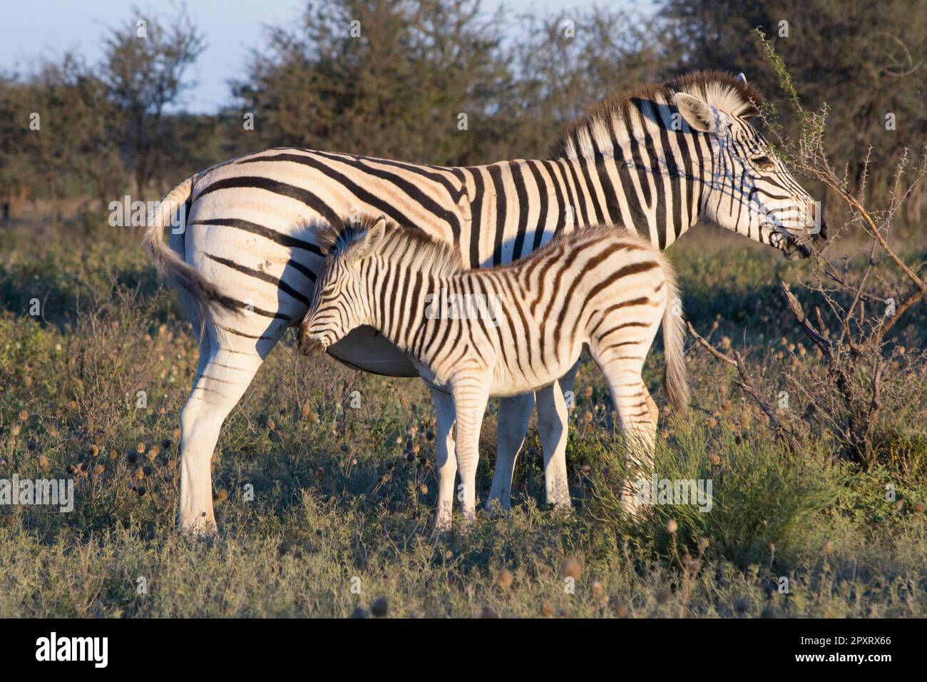 Mother Zebra with calf in the African Savannah. Beauty in nature Stock ...