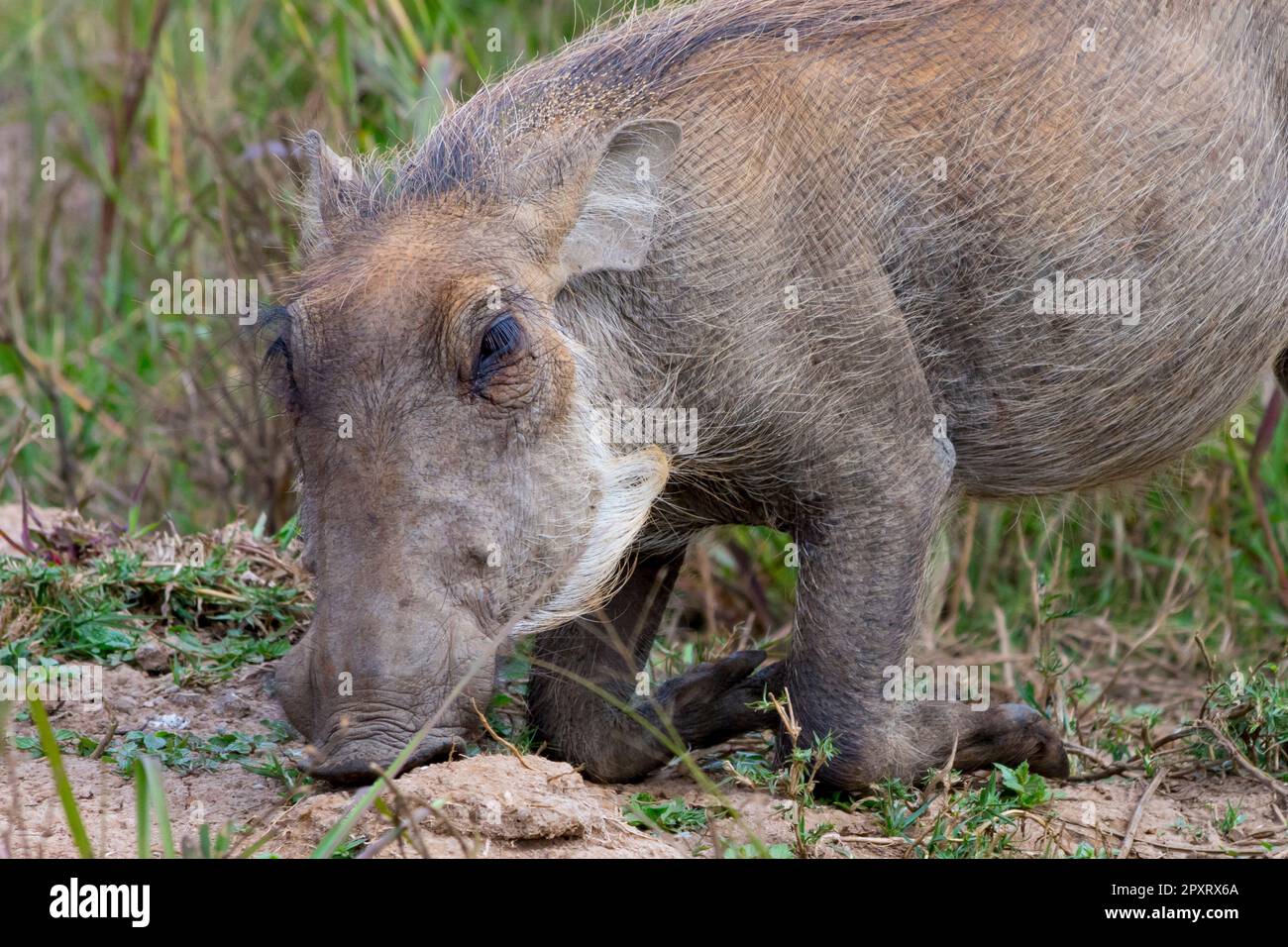 Kneeling and grazing warthog Phacochoerus. Animal wildlife Stock Photo ...