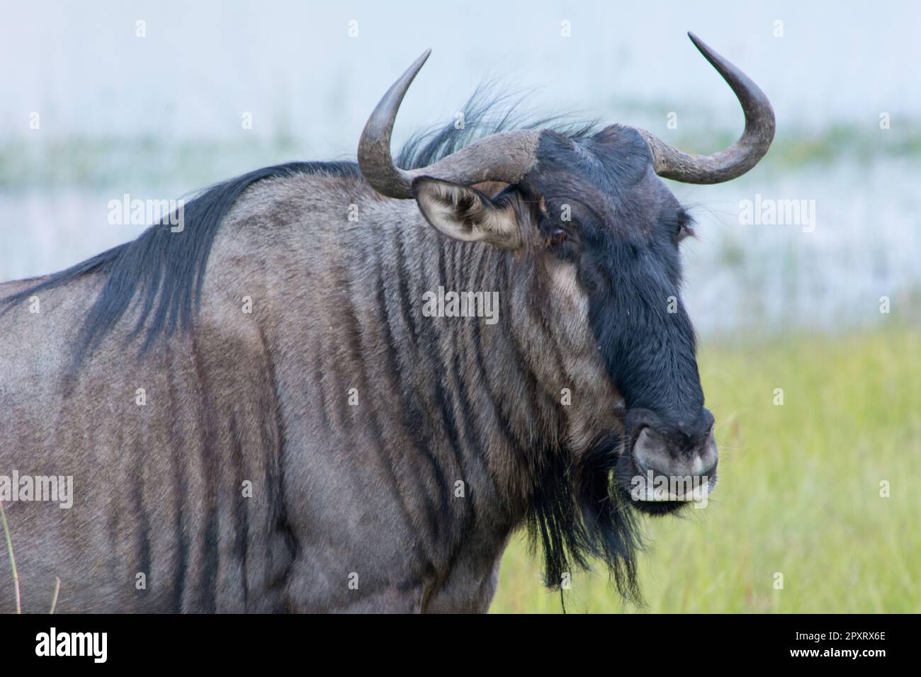 Blue wildebeest called brindled hi-res stock photography and images - Alamy