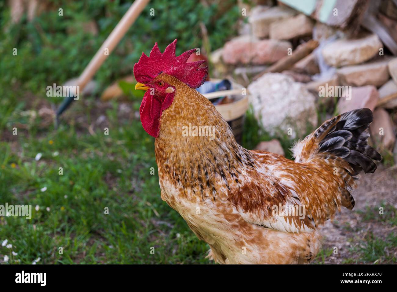 The chicken is a domesticated bird deriving from various wild species ...