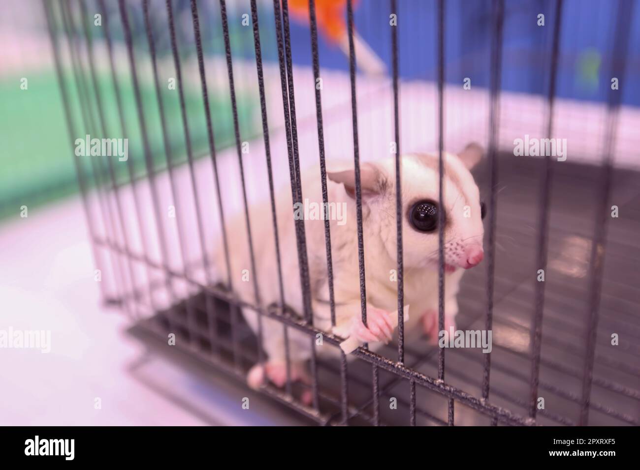 Fluffy gliders hi-res stock photography and images - Alamy