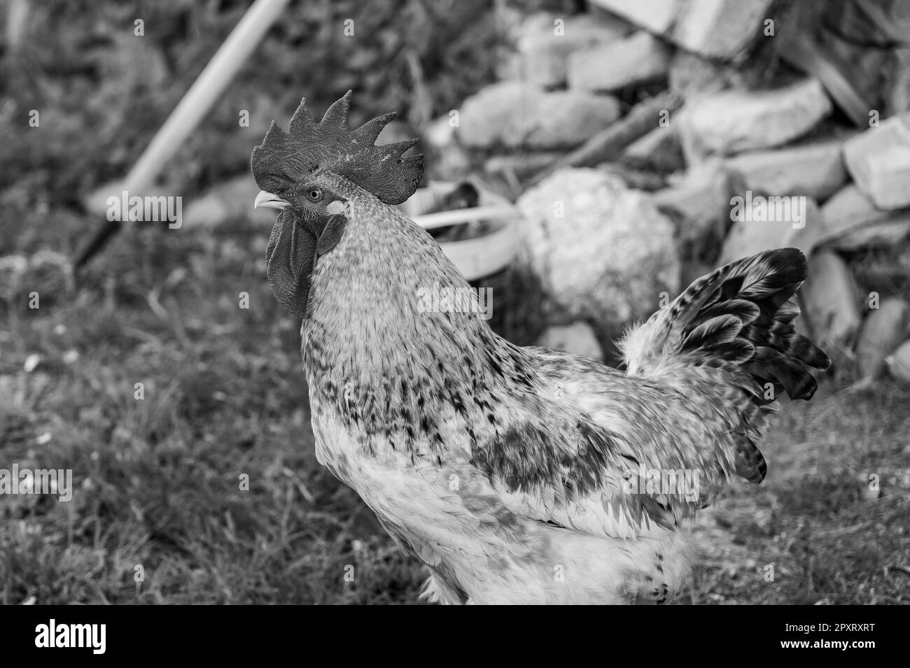 Documented bird Black and White Stock Photos & Images - Alamy