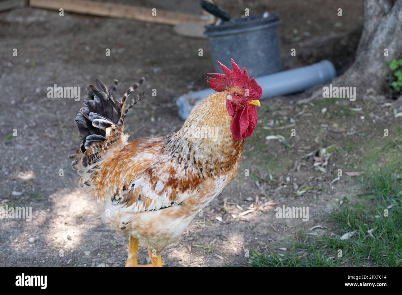 The chicken is a domesticated bird deriving from various wild species ...