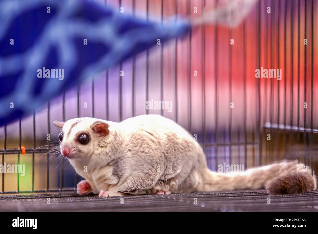 focus on white fluffy sugar gliders in the cage Stock Photo - Alamy